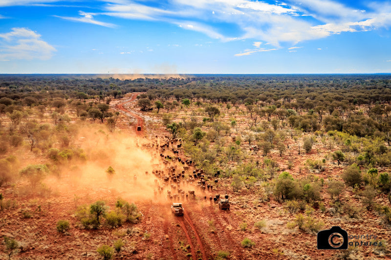 Mulga Walk – Country Captures